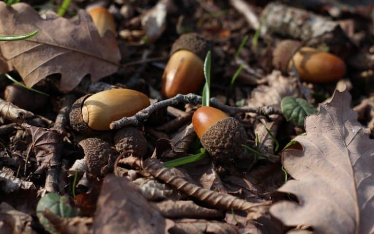 Things to Do With Acorns | In Our Spare Time